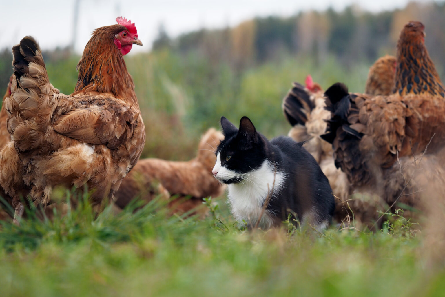 Do Cats Kill Chickens? What About Dogs? - Backyard Poultry